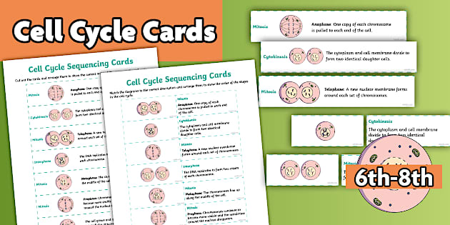 Cell Cycle Sequencing Cards for 6th-8th Grade - Twinkl
