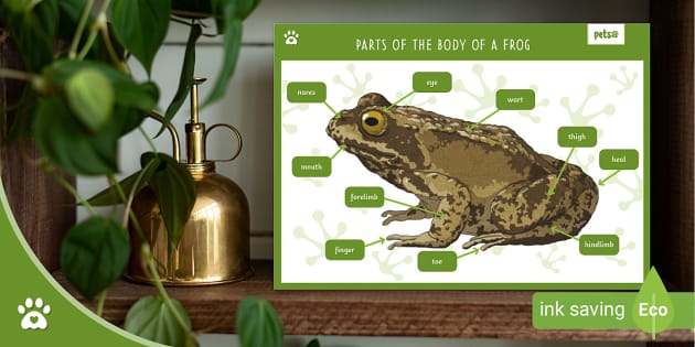 Parts Of The Body Of A Frog Frog Anatomy Poster Pets