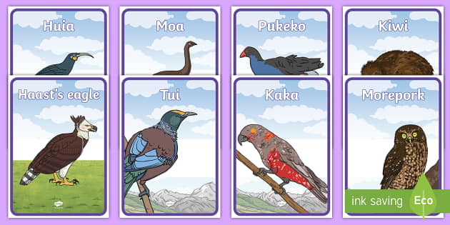 New Zealand Bird Display Posters (teacher made) - Twinkl