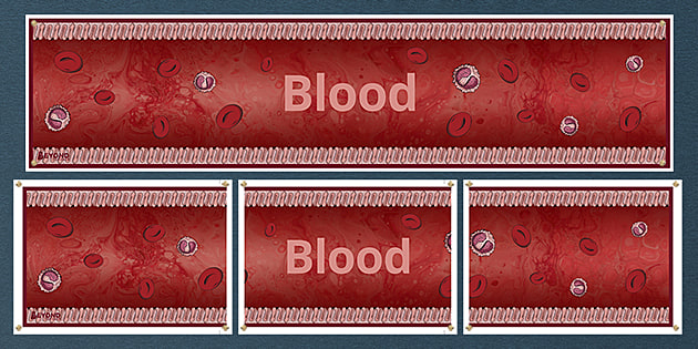 KS3 Blood Display Banner | Science | Beyond Secondary