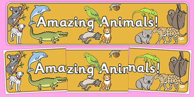 Amazing Animals Display Banner - amazing animals, display