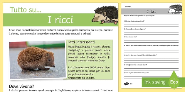 I Ricci Lettura Comprensiva (teacher made) - Twinkl
