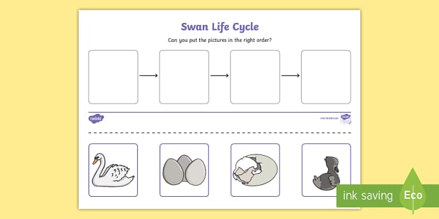 Swan Life Cycle Worksheet - Hen Life Cycle Worksheets
