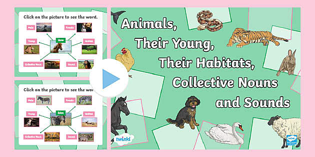 FREE! - Animal Vocabulary: Males and Females, Young, Sounds, Collective ...