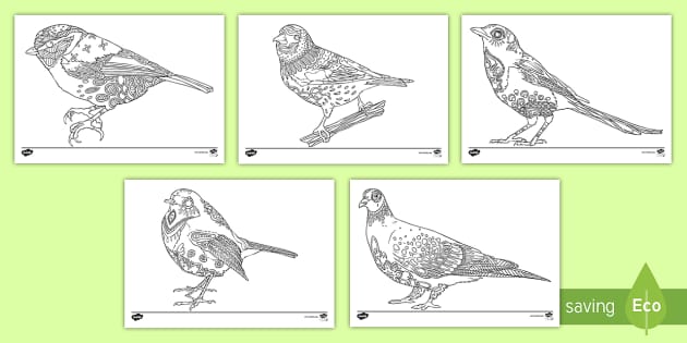 British Birds Mindfulness Colouring Pages (teacher made)