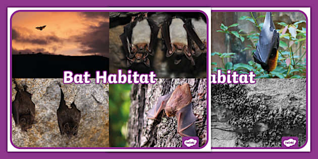 Bat Habitat Photo Display Posters (Hecho por educadores)