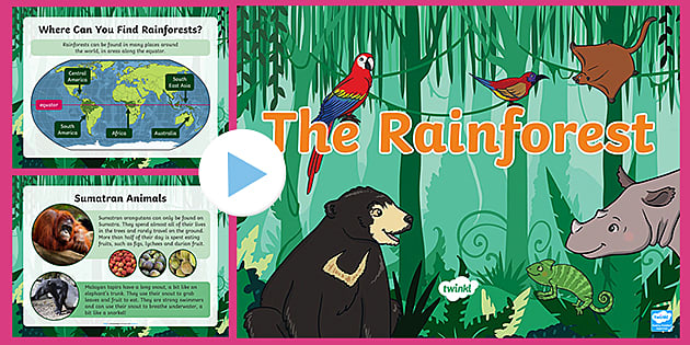 KS1 Rainforest Information PowerPoint (teacher made)