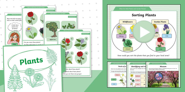 Stepping into Science: Year 1: Summer: Block 1: Plants: Steps 1 to 7