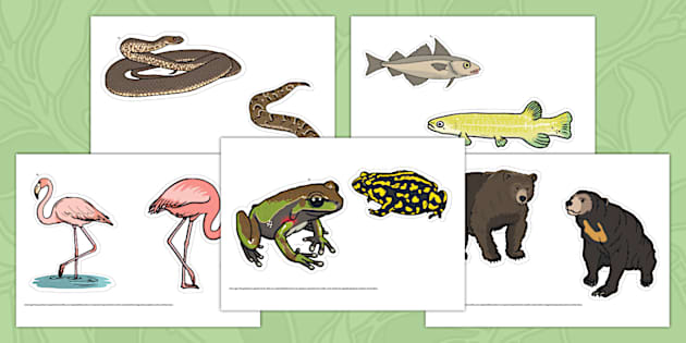 Recortables: Animales vertebrados (teacher made) - Twinkl