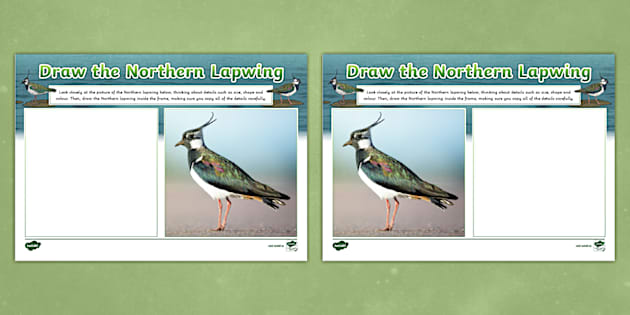 Draw the Northern Lapwing Worksheet