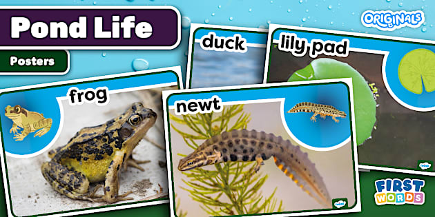 Originals First Words Posters: Pond Life