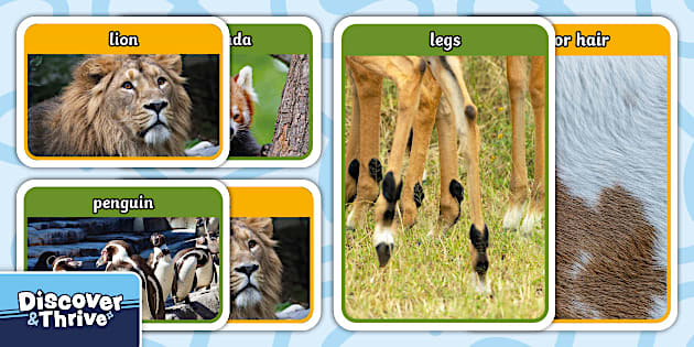Zoo Animal Characteristics Flashcards (teacher made)