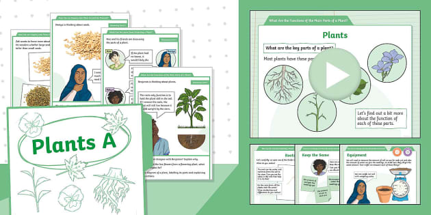 Step into Science: Year 3: Summer: Block 1: Plants A: Steps 1 to 10