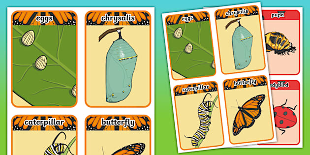 Insect Stages Word Cards