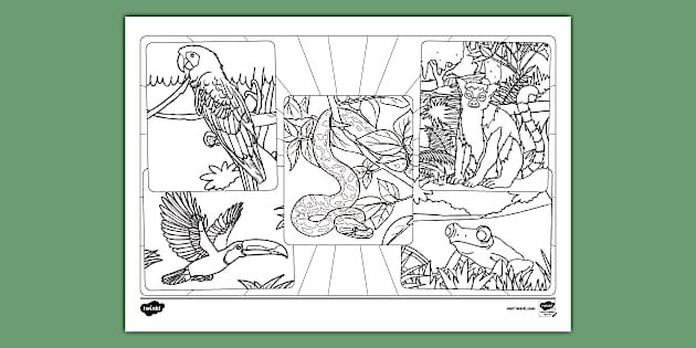 Rainforest Animal Montage Colouring Page (Teacher-Made)