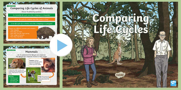 Comparing Life Cycles PowerPoint (teacher made) - Twinkl