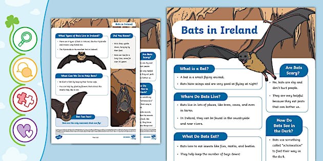 Bats in Ireland Fact File (Teacher-Made) - Twinkl