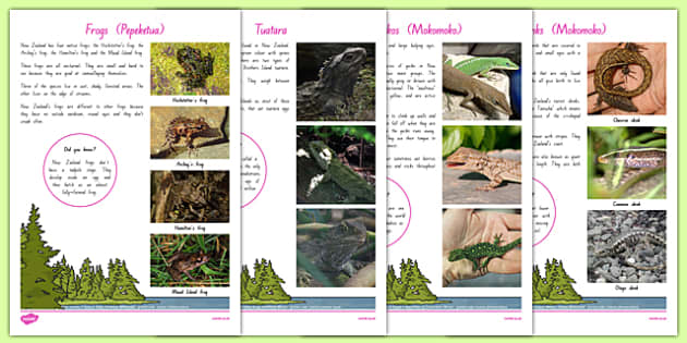 New Zealand Native Animals - Reptiles and Frogs Fact Files