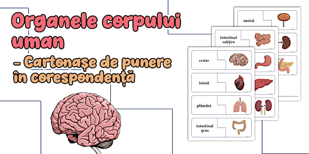 Organele corpului uman – Cartonașe
