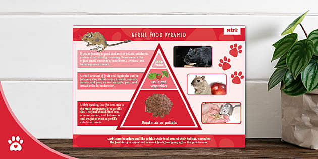 Gerbil Food Pyramid - Display Poster - Gerbils - Twinkl Pets