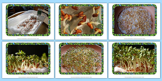 Cress Photo Pack (teacher made) - Twinkl
