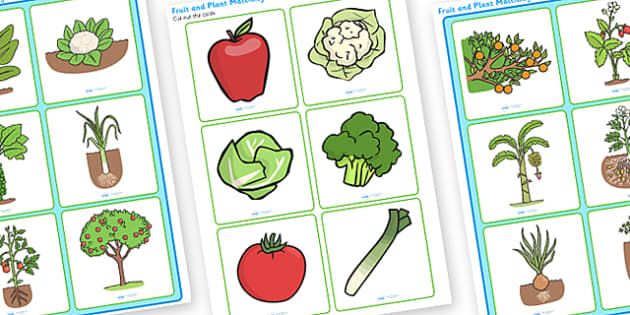 FREE! - Fruit and Plant Matching Cards to Support Teaching on Jasper's