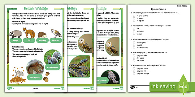KS1 British Wildlife Differentiated Reading Comprehension Activity