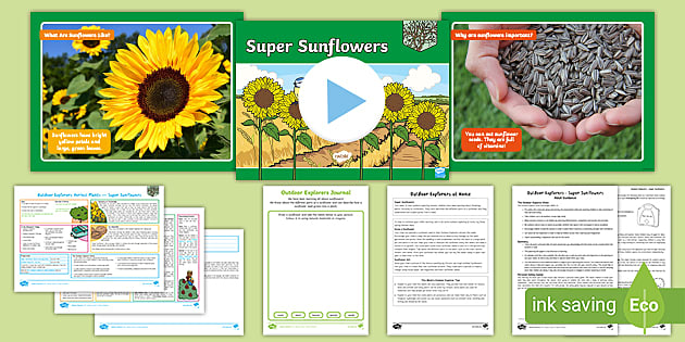 KS1 Outdoor Sunflower Lesson | Twinkl (Teacher-Made)