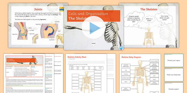 Cells and Organization Lesson 6: The Skeleton (Teacher-Made)
