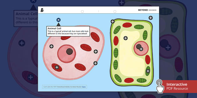 Animal and Plant Cell Picture - Downloadable Resource