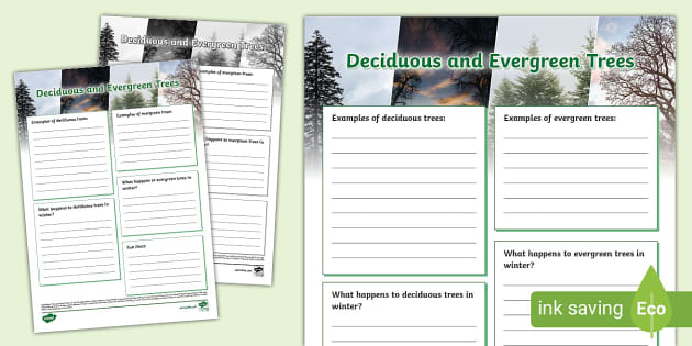 Deciduous and Evergreen Trees Fact File Template - Twinkl