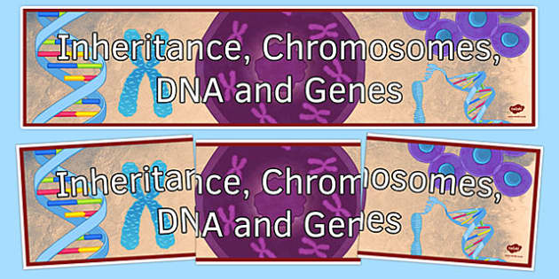 Inheritance, Chromosomes, DNA and Genes Display Banner - inheritance
