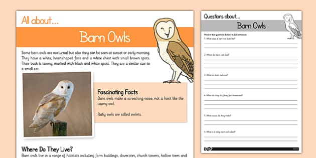 Barn Owls Reading Comprehension - barn owl, reading comprehension
