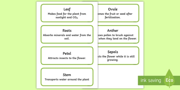 Parts of Plants Word Cards - life cycle, bean, beanstalk, growing, growth