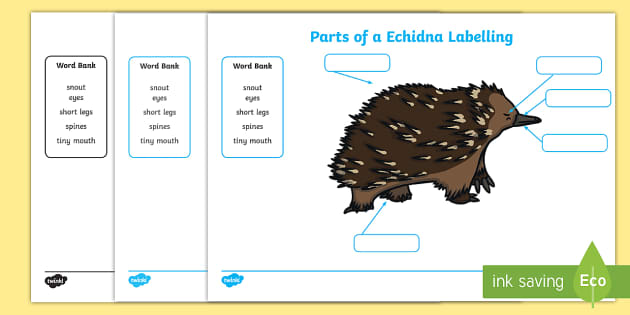 Parts of an Echidna Labelling Worksheet - Twinkl
