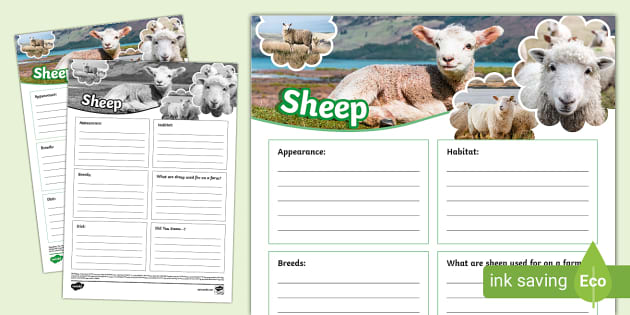 KS2 Sheep Fact File Template (teacher made) - Twinkl