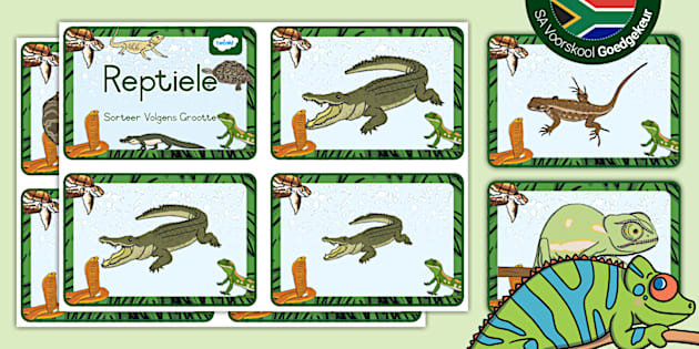 Voorskool - Reptiele - Sorteer Volgens Grootte