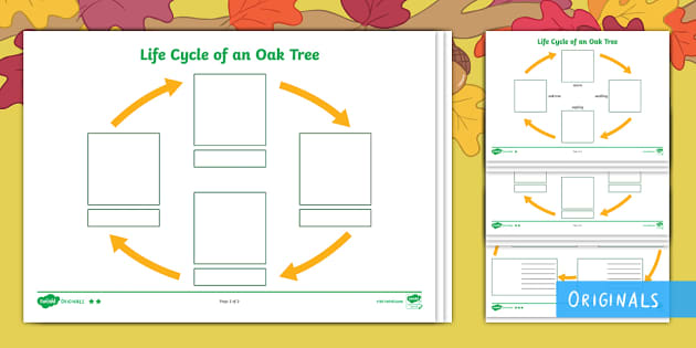 Little Acorns Life Cycle of an Oak Tree Differentiated Worksheet ...