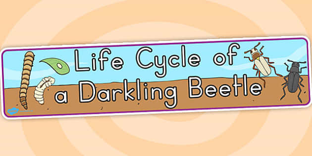 Darkling Beetle Life Cycle Display Banner (teacher made)