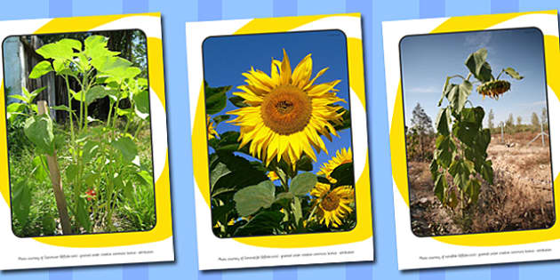 Sunflower Life Cycle Display Photos
