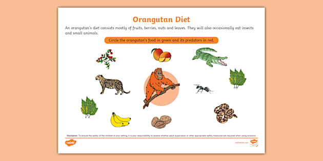 Orangutan Diet Worksheet - Endangered Species | Twinkl