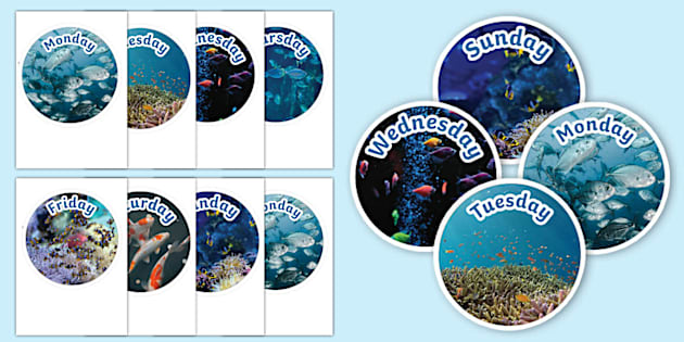 * NEW * Fish Themed Days of the Week Display Circle Photo Cut Outs