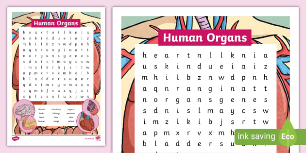 Human Organs Word Search