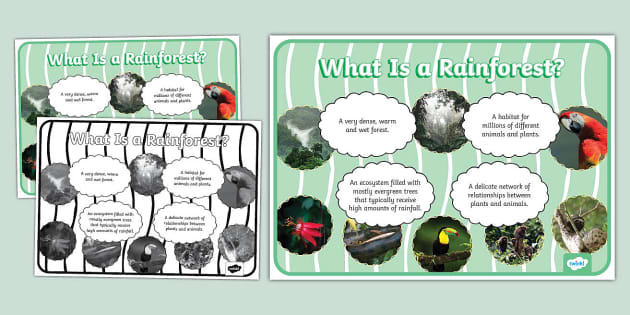 What Is A Rainforest? Display Poster - Twinkl