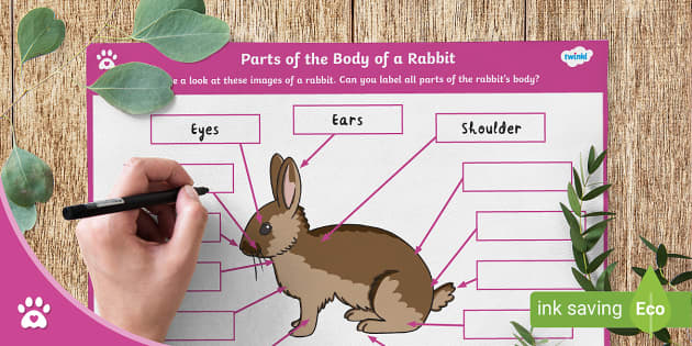 Parts of the Body of a Rabbit - Labelling Activity - Bunny