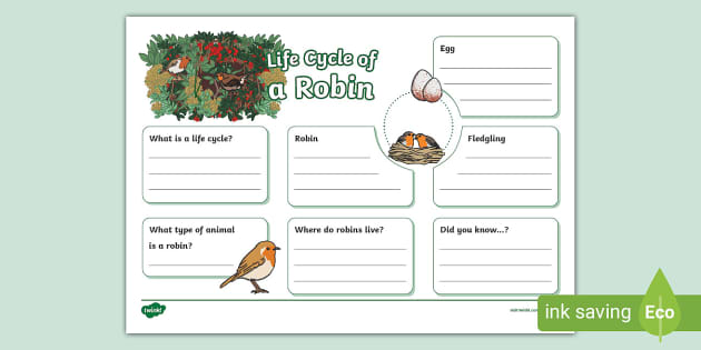 * NEW * Life Cycle of a Robin Fact File Template - Twinkl