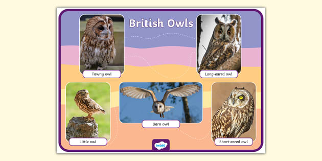 Types of UK Owls Display Poster (teacher made) - Twinkl