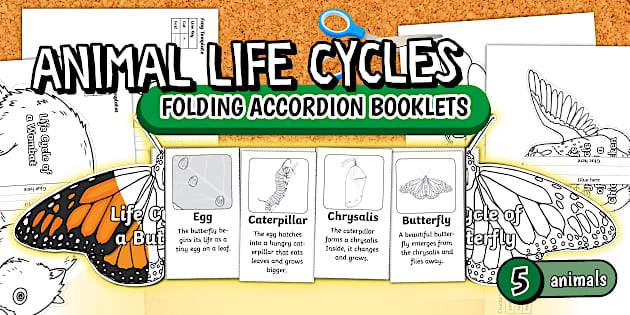 Animal Life Cycles Folding Accordion Booklets Bundle