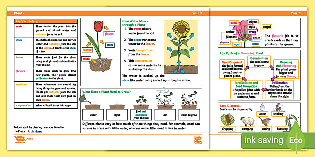 Science Knowledge Organiser: Plants Year 3 (teacher made)