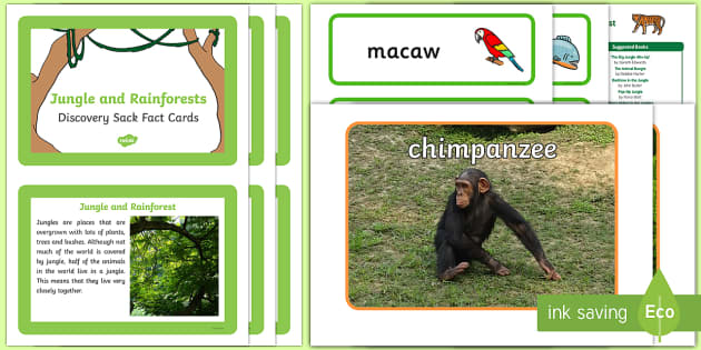 Jungle and Rainforest Discovery Sack (teacher made) - Twinkl